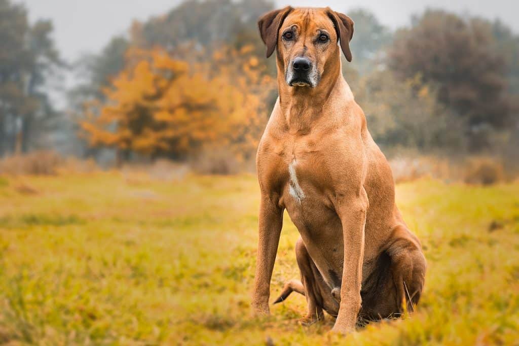 Best Dog Food For Rhodesian Ridgeback's | Pet Food Reviewer