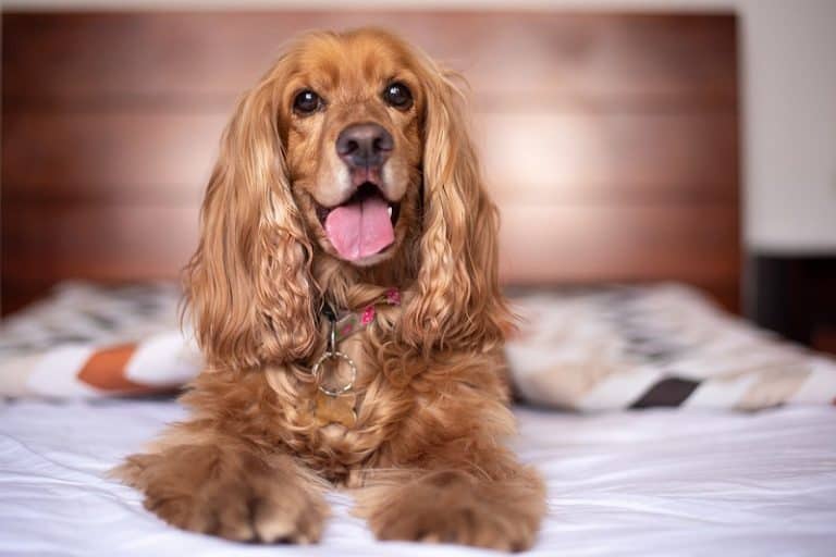 How Much Does Dog Food Cost With 16 Examples Explained 